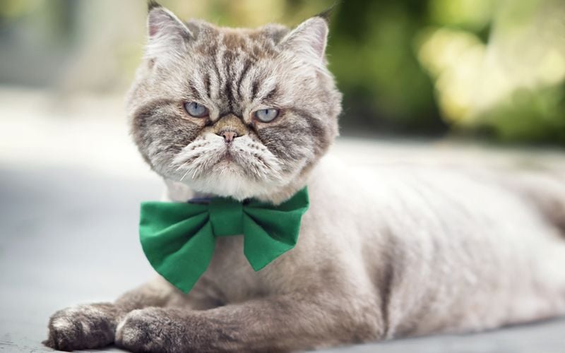 Wear green on Saint Patrick’s Day or get pinched: the rules