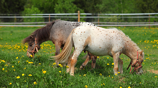 Connemara ponies: Facts about Ireland's native horse breed
