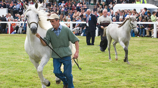 Connemara ponies: Facts about Ireland's native horse breed