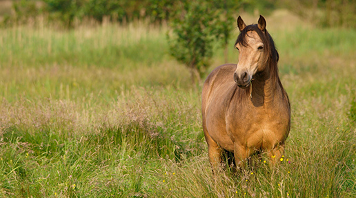 Connemara ponies: Facts about Ireland's native horse breed