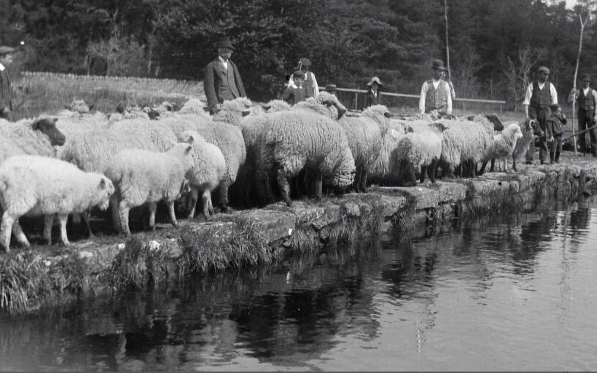 Farm life images from a “Big House” estate in Ireland, 1900